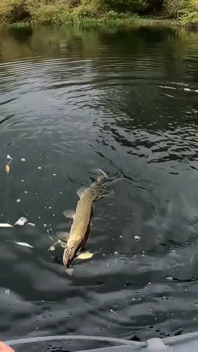 Приманка на щуку которая выручает осенью | Frapp Geko 4.5" #fishing # ...