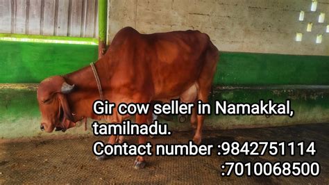 Gir Cow Seller In Trichengode Namakkal District Tamilnadu Gir Cow