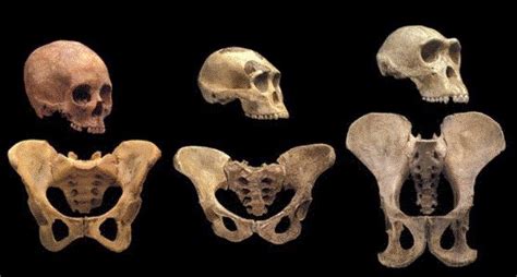 Fossil Record Evidence For Evolution