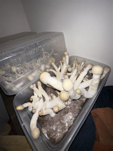 Pe When To Harvest R Unclebens