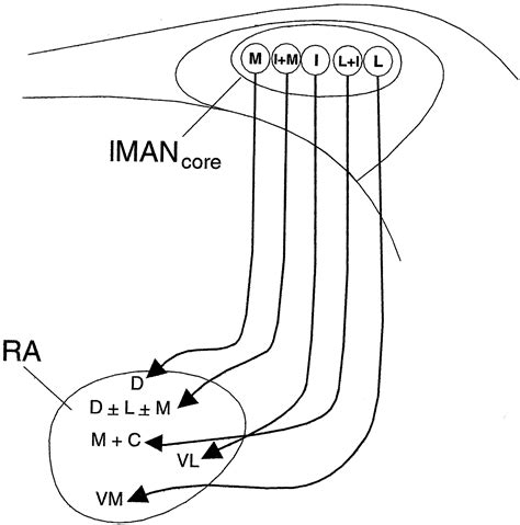 The Role Of Auditory Experience In The Formation Of Neural Circuits Underlying Vocal Learning In