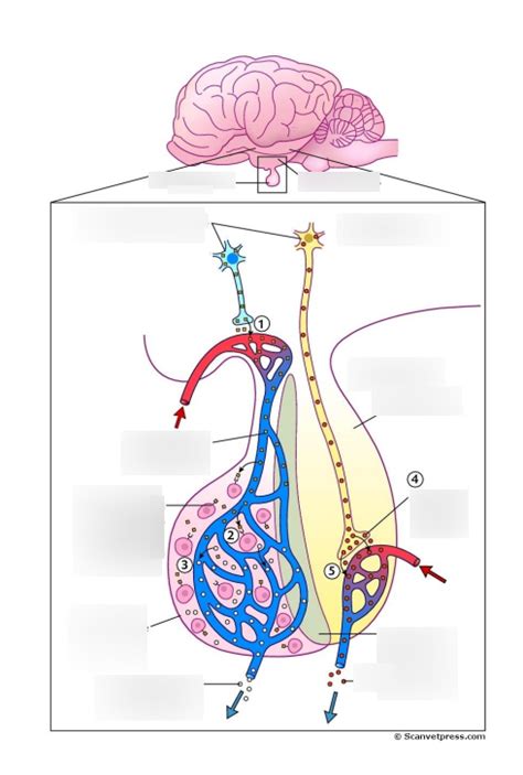 Hypothalamic Pituitary Portal System Diagram Quizlet