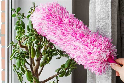 Best Leaf Cleaner For Plants And How To Use