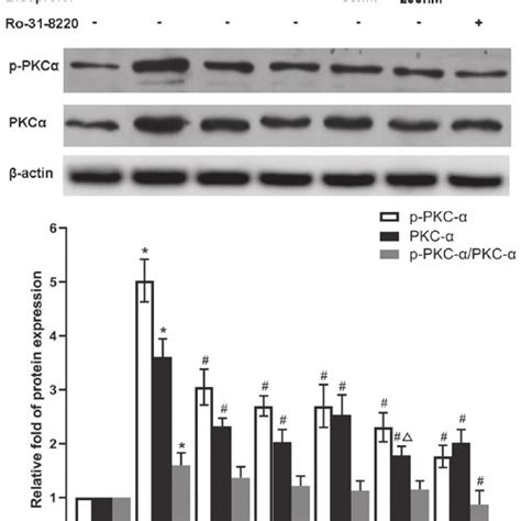 Effects Of Metoprolol Bisoprolol Pkc Inhibitor Ro 31 8220 And Nf κb
