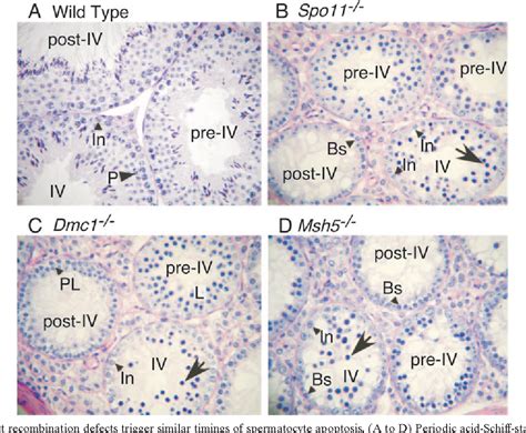 Zygotene Stage Semantic Scholar