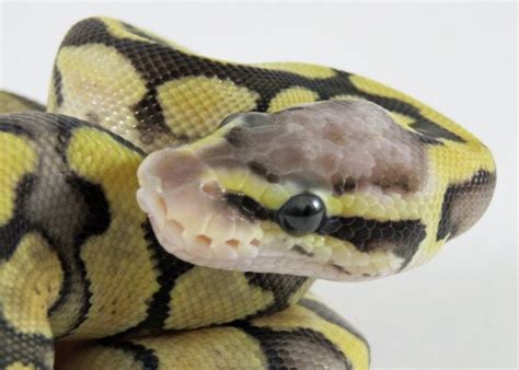 When Do Ball Pythons Stop Growing 3 Facts You Didnt Know