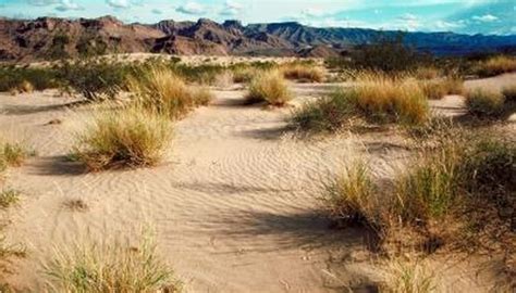 Types Of Desert Grass Garden Guides
