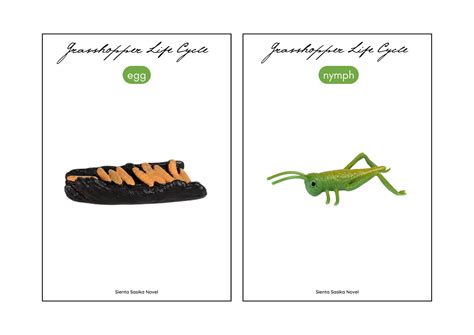 Life Cycle Grasshopper Life Cycle For Your Figurine Life Cycle