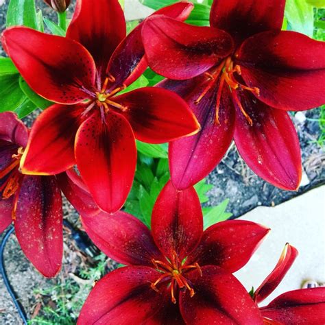 Lilium Tiny Invader Lily Tiny Invader Asiatic Uploaded By