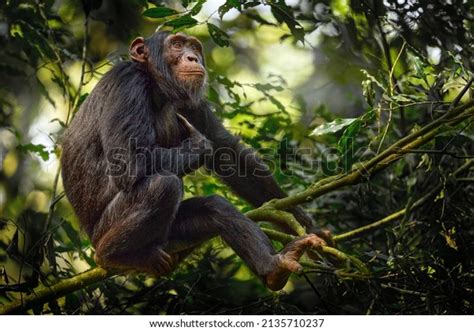 30 477 Tree Pan Images Stock Photos Vectors Shutterstock