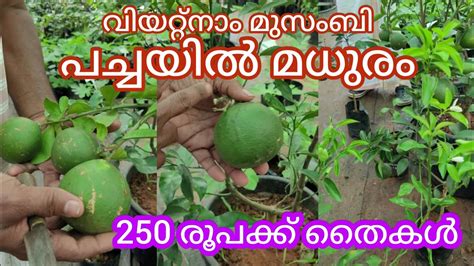 പച്ചയിലെ മധുരമുള്ള വിയറ്റ്നാം മുസംബി തൈകൾ 250 രൂപക്ക്