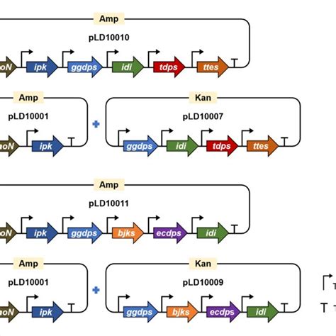Construction Maps Of Single Plasmid Expression System And Two Plasmid