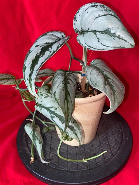 Rare Scindapsus Silver Princess Silver Form With New Growths Furniture