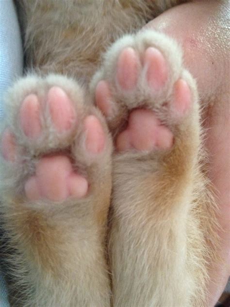 The Happygirl Happy Iskitten Feet