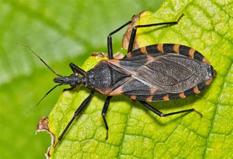 Assassin Bug Description Scientific Name Reduviidae Insect