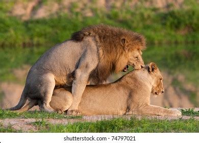 Thousand Lion Sex Royalty Free Images Stock Photos Pictures Shutterstock