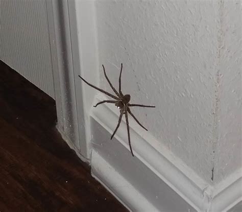 Huntsman Spiders Spider Chart Venomous Or Dangerous