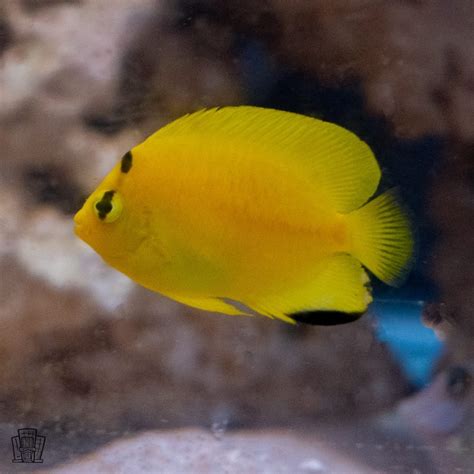 Flagfin Angelfish The Fishotel