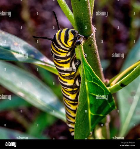 11 20 15 South Tx Found Some Monarch Caterpillars In Our Milkweed