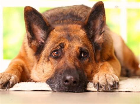 How I Fixed My German Shepherds Separation Anxiety