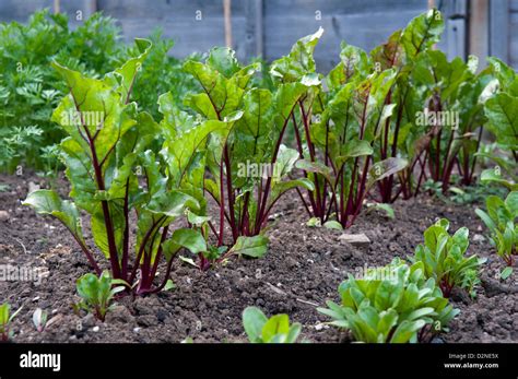 Beetroot Plants