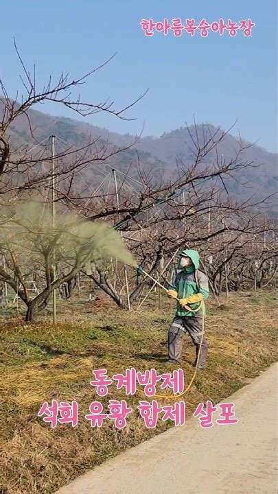 한아름복숭아농장 동계방제 석회유황합제 살포 Youtube