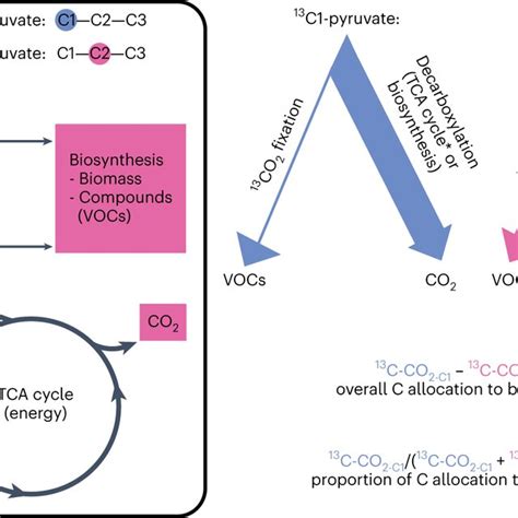 The C Cycle System As Represented In The Dalec Model Structure And The C Cycle System As Represented In The Dalec Model Structure And