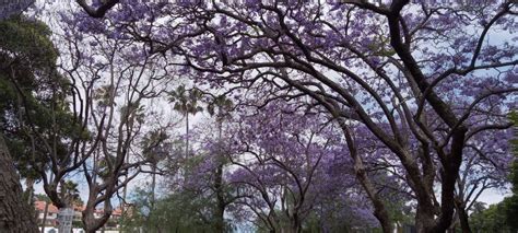 Jacarandas Magníficas Em Linha De Floração Completa Nas Ruas De Milsons
