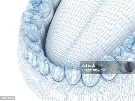 하악 인간 껌과 치아의 형태 와이어 3d 모델 일러스트레이션 이빨에 대한 스톡 사진 및 기타 이미지 이빨 3차원 형태
