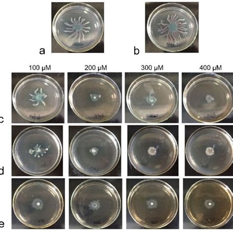 Swarming Inhibition Assays Swarming Agar Inoculated With A P