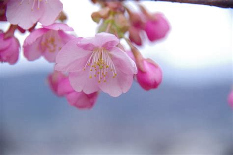 かわづ桜の丘白井遅咲きの河津桜を堪能周辺観光と共に楽しめる美しいピンクの情景渋川市白井