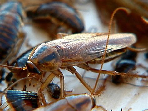 How To Get Rid Of A Cockroach Nest Global Gardening Secrets
