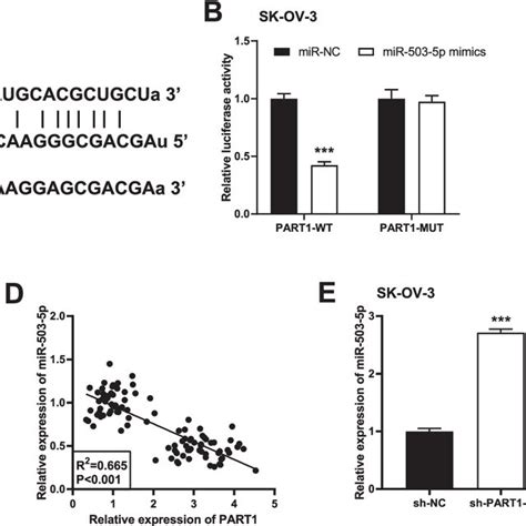 Part1 Targets Mir 503 5p A The Predicted Complementary Binding Site Of