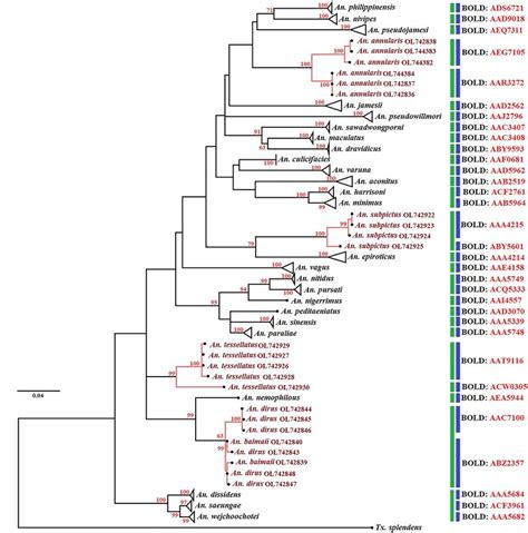 Maximum Likelihood Ml Tree Based On 112 Cytochrome C Oxidase Subunit
