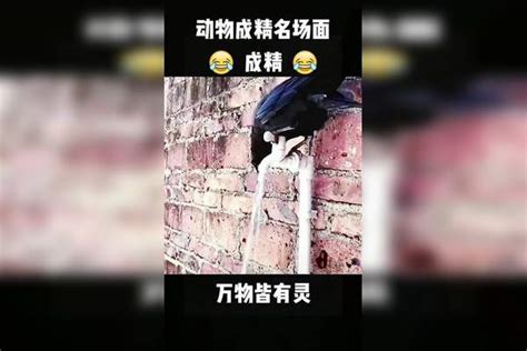 动物成精专治不开心