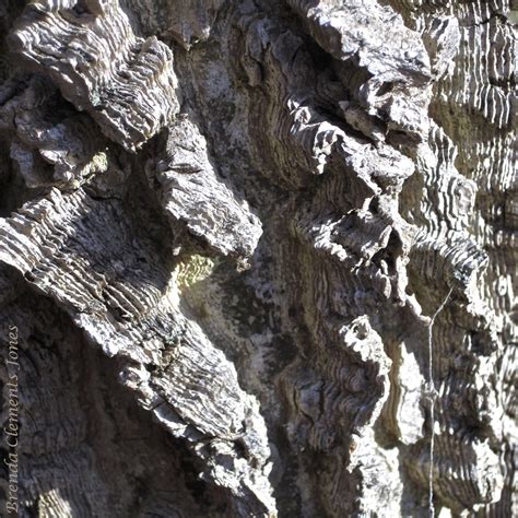 Hackberry Winter Identification Tendrils