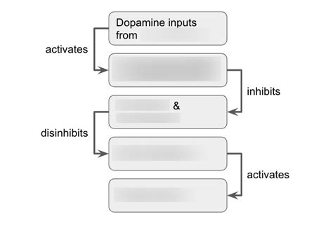 Direct Pathway With Dopamine Diagram Quizlet Direct Pathway With Dopamine Diagram Quizlet