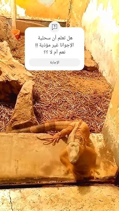 سحلية الاجوانا 58 Yearofyou هيماحكاية Hemahekaya Shorts حديقه