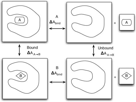 The Thermodynamic Cycle For The Relative Binding Affinities Of Ligands Download Scientific