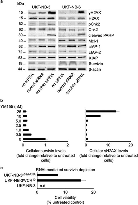 Effects Of Ym155 On Survivin Levels And Viability In Neuroblastoma