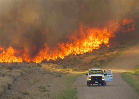 Forest Fire