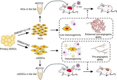 Chemical Empowered Human Adipose Derived Stem Cells With Lower