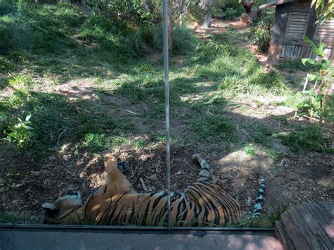 Tiger Trail First Sumatran Tiger Exhibit Zoochat