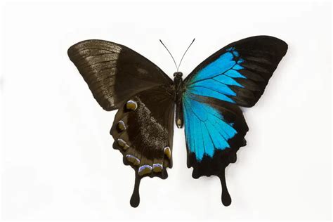Fotos Estas mariposas revelan secretos de tu personalidad cuál