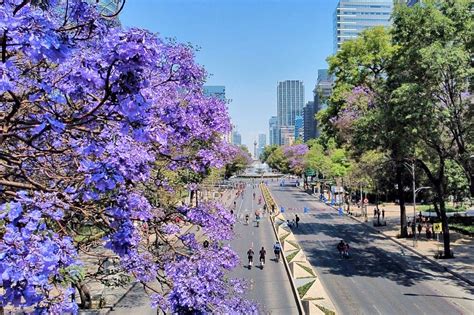 Temporada De Jacarandas En México Ivital