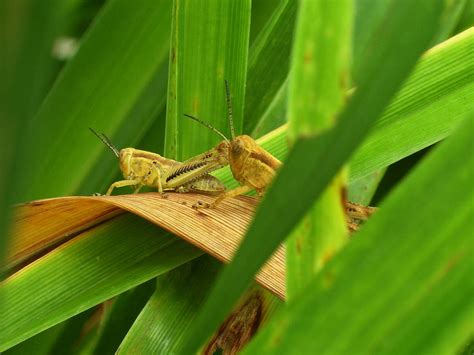 Grasshopper Wall Paper By Maxrunn On Deviantart