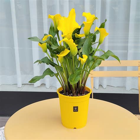 카라꽃 화분 생화 칼라꽃 어버이날 스승의날 선물 티몬