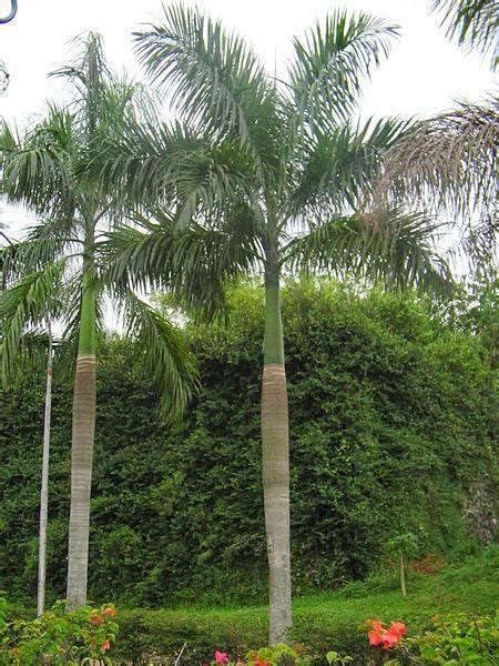 Jual Pohon Palem Putri Ukuran Bibit Hingga Besar Kirim Se Indonesia