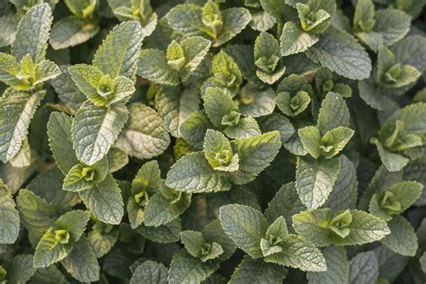 Menta Propriet Benefiche E Utilizzi In Cucina Ortingaunia