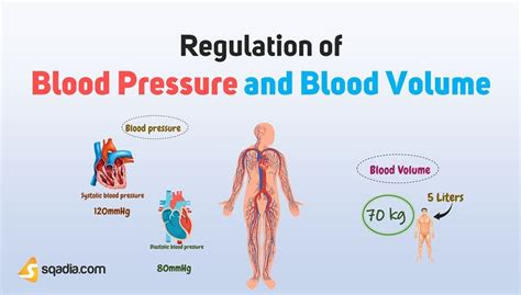 Regulation Of Blood Pressure And Blood Volume